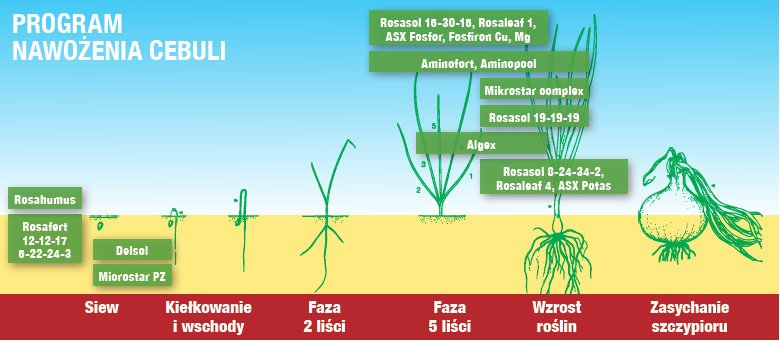 Program nawożenia cebuli - Agrosimex.pl
