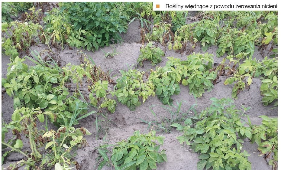 Zwalczanie nicieni glebowych - Agrosimex.pl