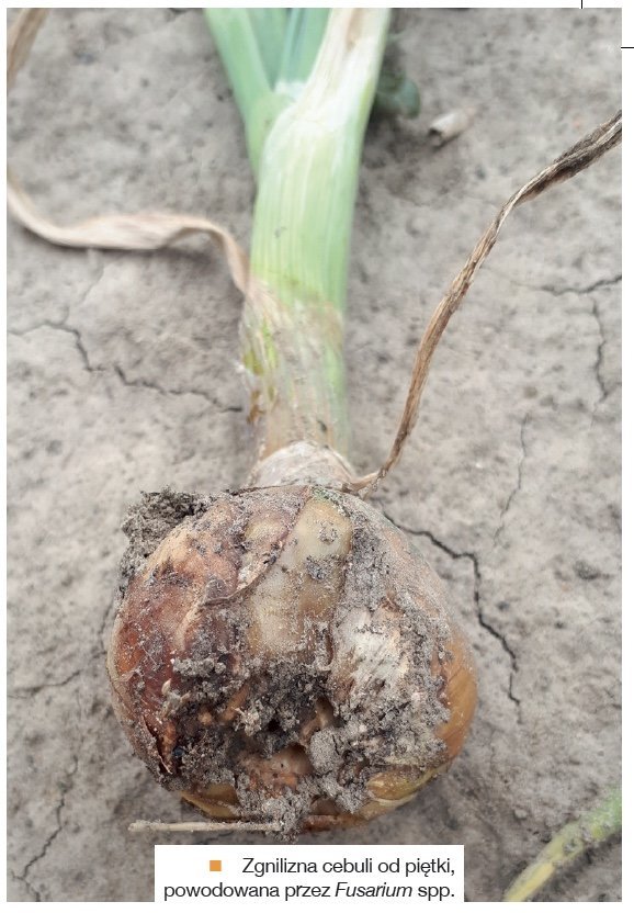 Preparat na zgorzel siewek - Agrosimex.pl