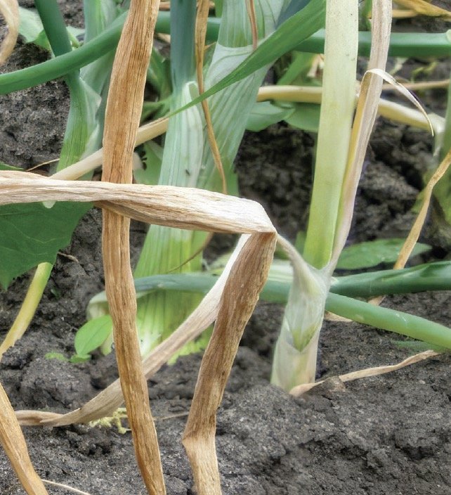 Fuzaryjna zgnilizna cebuli – rozwiązanie problemu - Agrosimex.pl